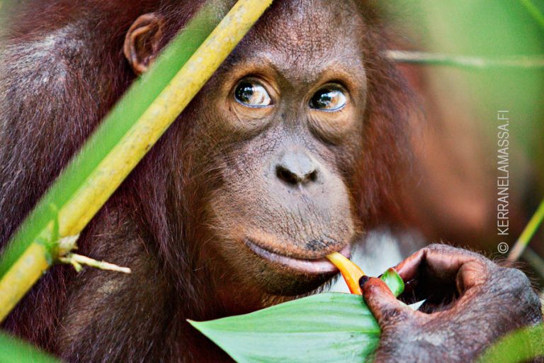 Borneo – opas seikkailujen saarelle - Kerran elämässä