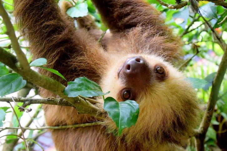 Costa Rica – ekomatkailijan unelmakohde – Kerran elämässä